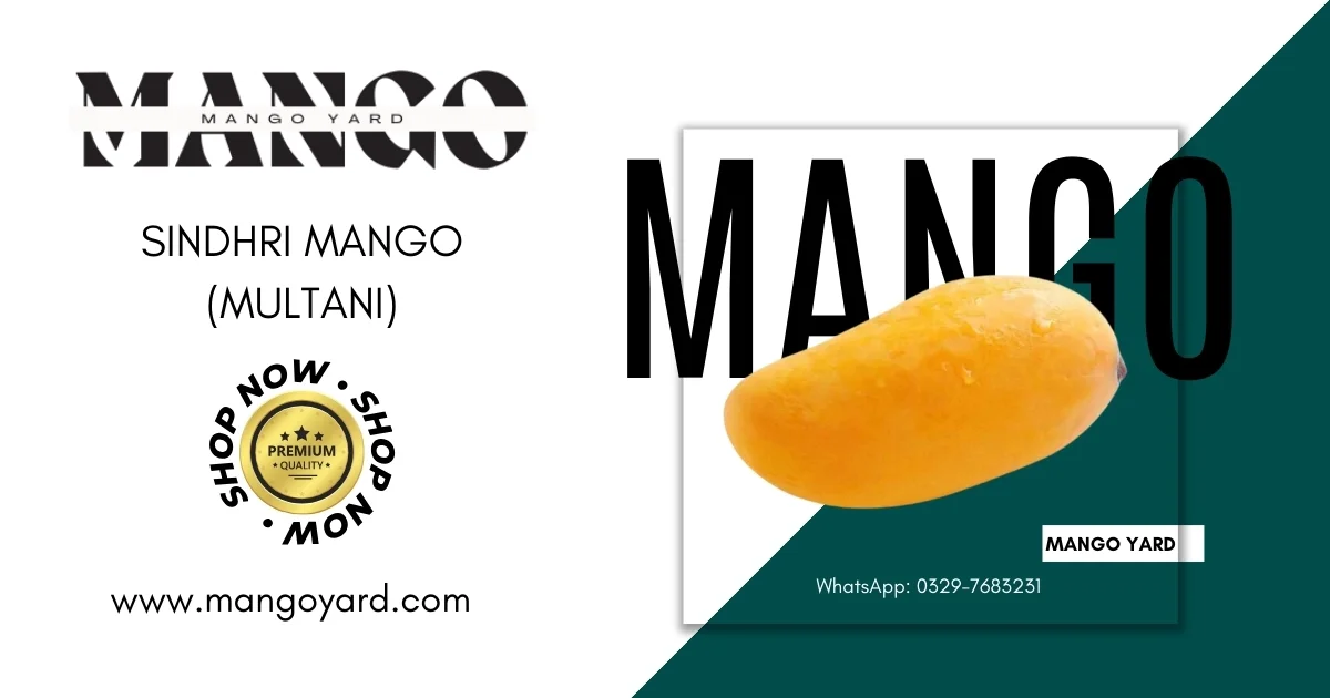 Sindhri Mango Premium Quality Multani Product - Mango Yard